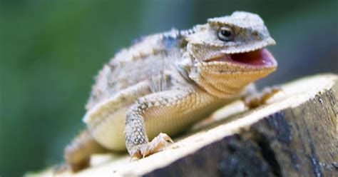 A Mountain Horny Toad Imgur