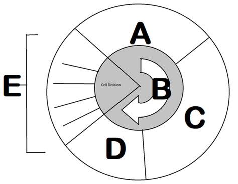 Cell Cycle And Mitosis Pictures Only Flashcards Quizlet