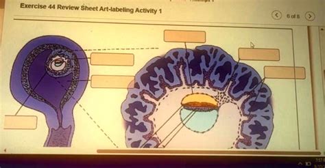 Exercise 44 Review Sheet Art Labeling Activity 1 6 Of 8