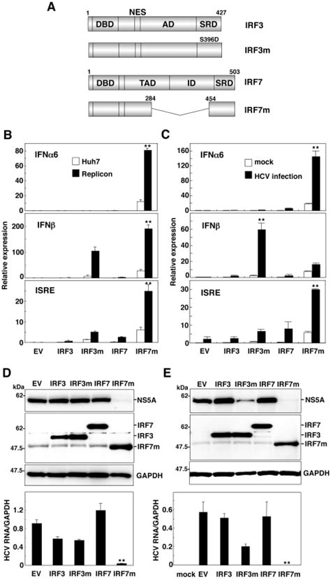 A Structures Of Irf3 Irf7 And The Dominant Active Mutants Irf3m And