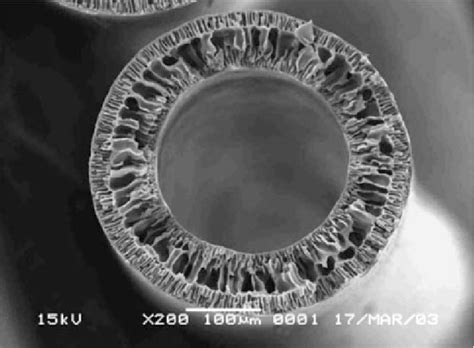 2 Sem Cross Sectional Image Of A Hollow Carbon Fiber Reproduced From