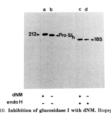 Figure 10 From Biosynthesis Of The Human Sucrase Isomaltase Complex Differential O