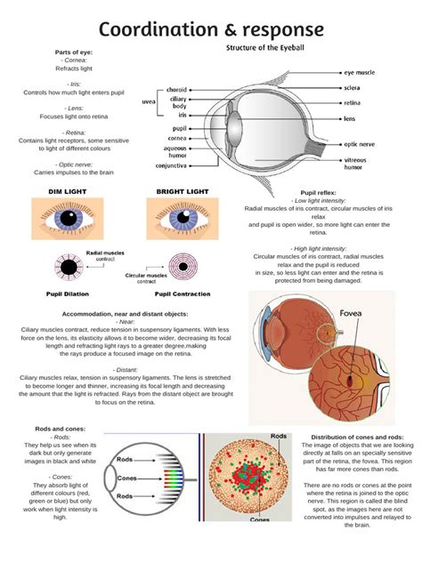 Homeostasis Coordination And Response Pdf