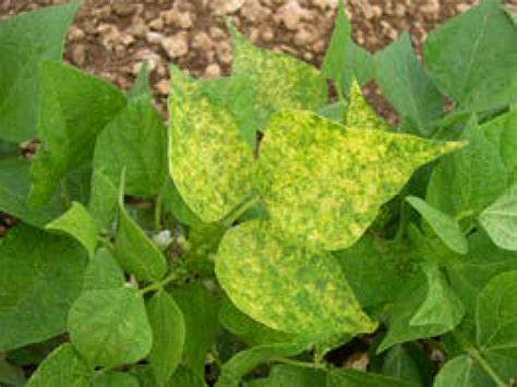Symptoms Of Bean Golden Mosaic On Snapbean Credit Shouan Zhang Download Scientific Diagram