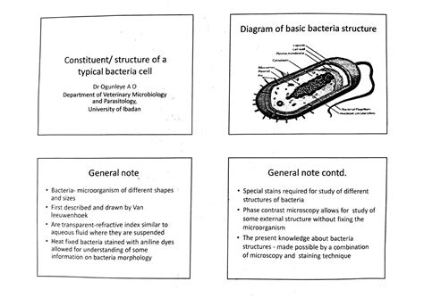Solution Constituent Or Structure Of A Typical Bacteria Cell Studypool