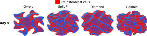 Pre Osteoblast Cell Growth After 5 Days On Various Scaffold Types All