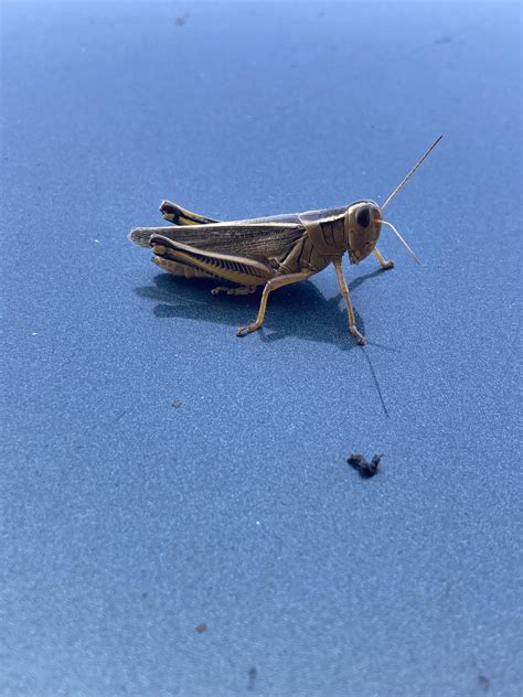 Grasshopper Of Locust How Can I Tell R Whatisthisbug