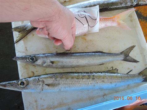 オオメカマス 2015 06 17 WEB魚図鑑
