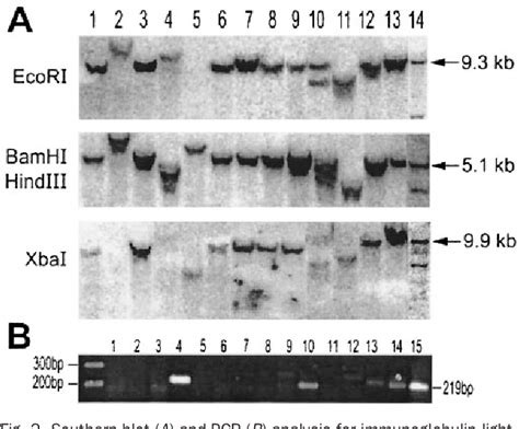 Figure 2 From Validation Of Sixteen Leukemia And Lymphoma Cell Lines As
