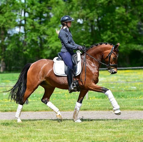 Canter, Show Jumping, Pretty Horses, Trot, Equestrian, Forsale, Laura ...