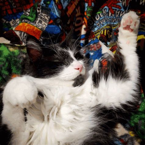 Cat Dance 
