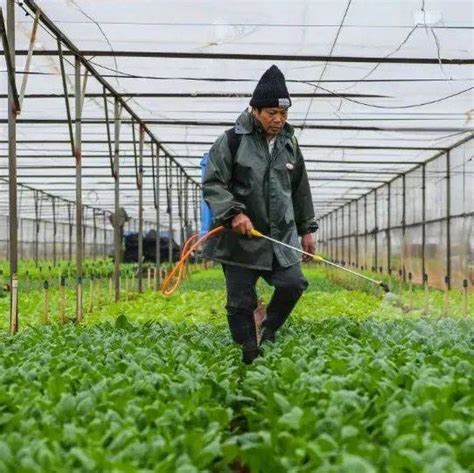 聚焦海口乡村振兴·第826期丨龙华区苍东村蔬菜基地：蔬菜穿“衣”，温暖过冬供应间隙苏弼坤