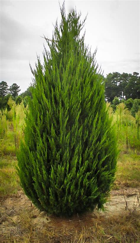 Buy Spartan Juniper Trees Online The Tree Center