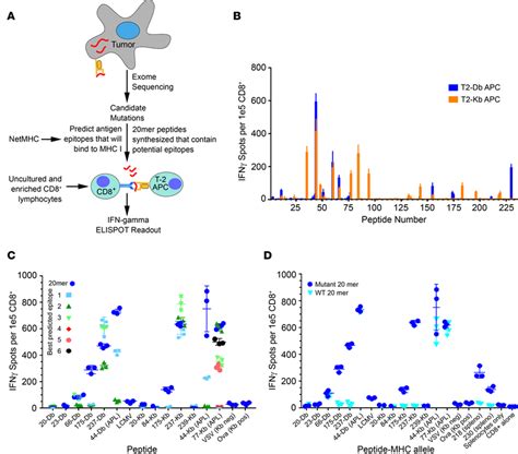 neoantigen prediction pipeline and estimation of immunogenicity a