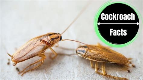Cockroaches In California The Ultimate Guide To Identification