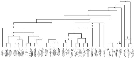 Diagram Of Taxonomy And Classification Quizlet