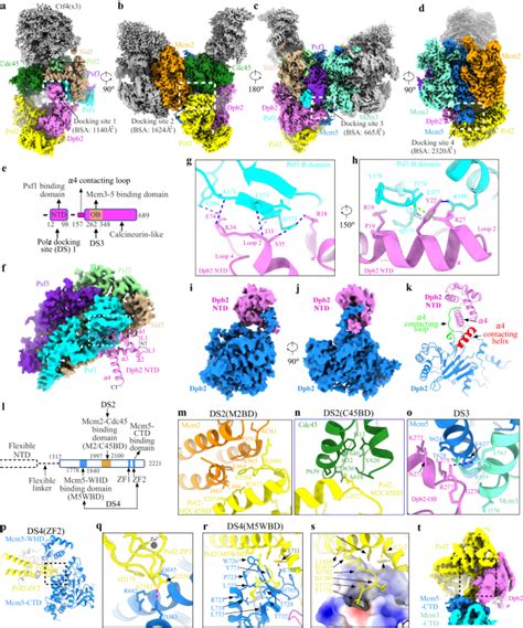 Cmg 解旋酶和复制叉前导链 Dna 聚合酶之间的协同作用 Nature Communications X Mol
