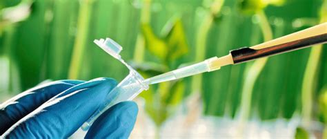 Molecular Memory And A Two Step Process Of Epigenetic Inheritance What Is Epigenetics