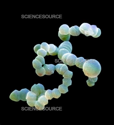 Sem Of Streptococcus Stock Image Science Source Images