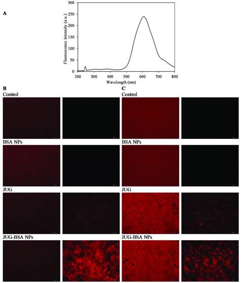 The Cellular Uptake Of Jug Bsa Nps And Jug Bsa Nps By Cultured A431