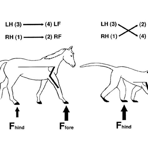 Mean And Standard Deviation Values Of The Medial Impulse In The