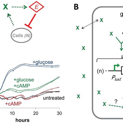The Diagram Shows Stringent Control Plasmid Replication And A Download Scientific Diagram