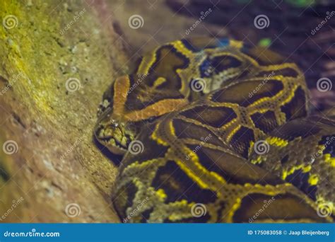Closeup Of A Brown Asian Rock Python Popular Tropical Reptile Specie
