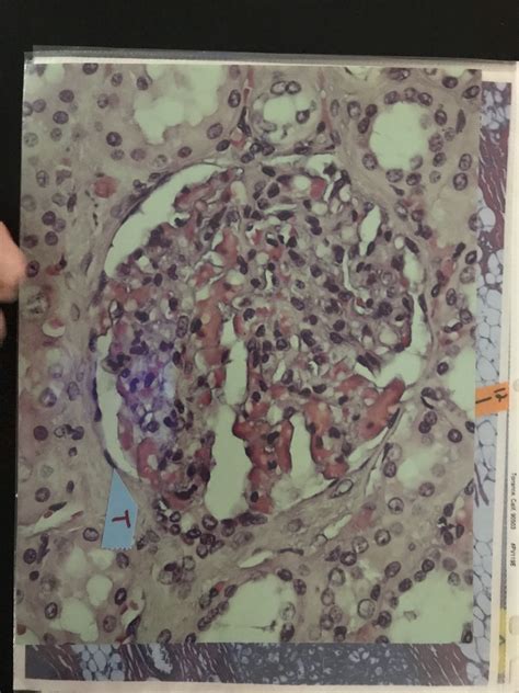 Histology Slides Diagram Quizlet