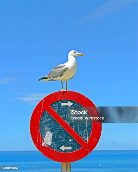 푸른 하늘을 배경으로 해안 환경의 도로 표지판 꼭대기에 자리 잡은 갈매기의 수직 샷 0명에 대한 스톡 사진 및 기타 이미지 0명 갈매기 도로 Istock