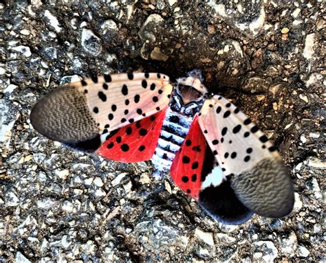 From The Ground Up Box Elder Beetles Take Up Residence