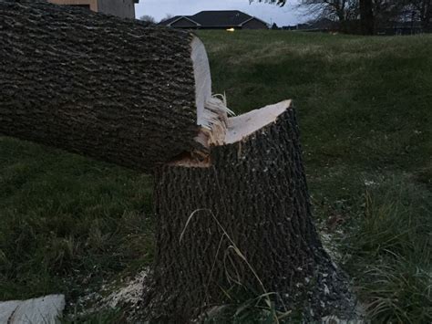 Why And When You Should Remove Tree Limbs Dengarden