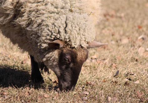 Benefits Of Selective Grazing Homestead On The Range