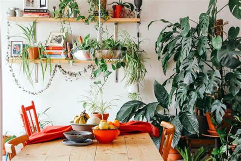 5 Plantas Fáciles De Plantar Y Cuidar Para Tener Al Interior De Su Casa