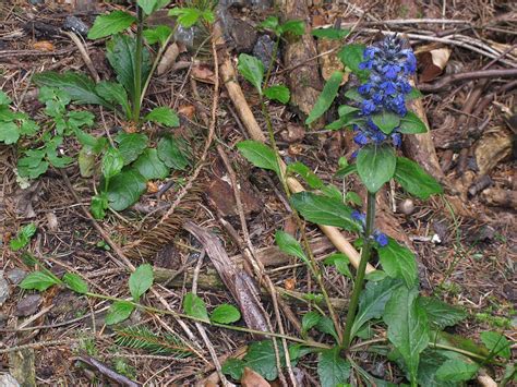 Живучка пирамидальная (64 фото) » НА ДАЧЕ ФОТО