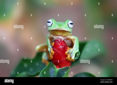 Tree Frog Mouth Open Hi Res Stock Photography And Images Alamy