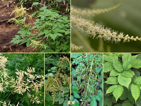 野山の草花木々の花植物検索図鑑 ヤマブキショウマ