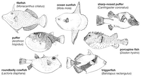 Puffer Freshwater Aquarium Care Britannica