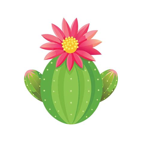 Stunning Echinopsis Cactus Flower 57390756 Vector Art At Vecteezy