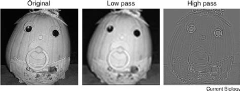 High And Low Spatial Frequency Information Images Contain Different Download Scientific
