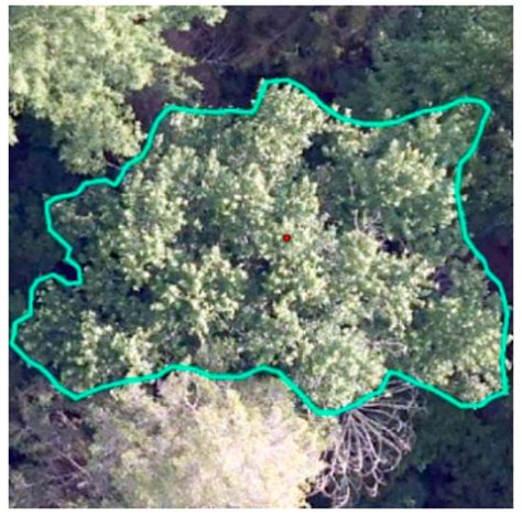 An Individual Tree Segmentation Method That Combines Lidar Data And