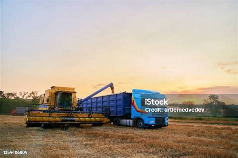 결합 된 수확기에서 곡물을 필드의 곡물 트럭에 과부하 수확기 풀로더는 곡물 상자 몸에 수확 한 밀을 붓습니다 직장에서 농부 농업