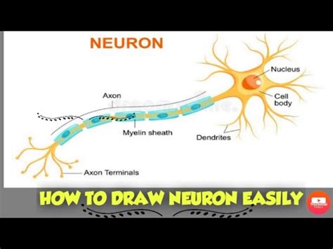 How To Draw NEURON Easily Science Biology YouTube