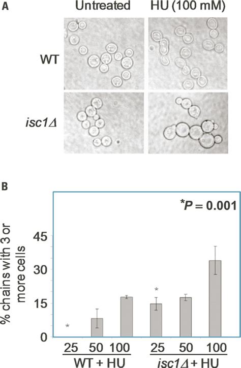 Cryptococcus Neoformans Cells Show Hu Induced Defects In Morphology And Download Scientific