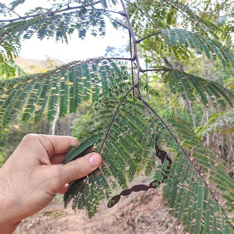 Anadenanthera Colubrina Angico Branco Biologia Da Paisagem