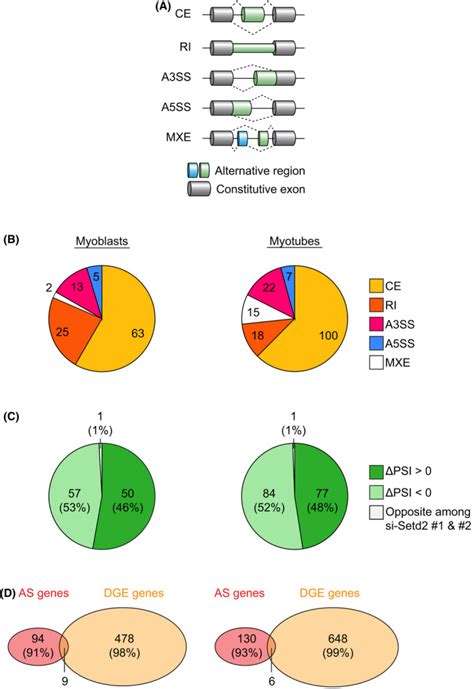 Set Domain Containing 2 Setd2 Influences Metabolism And Alternative Splicing During Myogenesis
