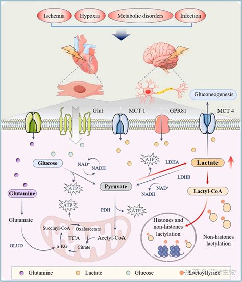 Ageing Res Rev （if 12 5） 乳酸化修饰：心脑疾病治疗的新兴潜力 知乎