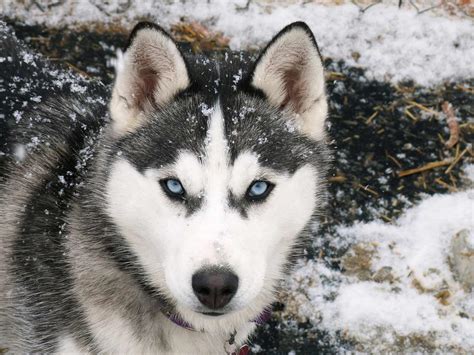 Siberian Husky Dog Breed Information Pictures And More