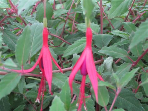 Fuchsia David Old Hall Nurseries