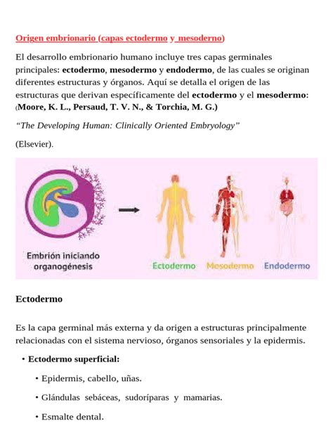 Ectodermo Mesodermo Endodermo Ectodermo Mesodermo Origen Embrionario Capas Ectodermo Y