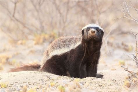 Honey Badger Facts A Comprehensive Guide To Badgers Lifestyle